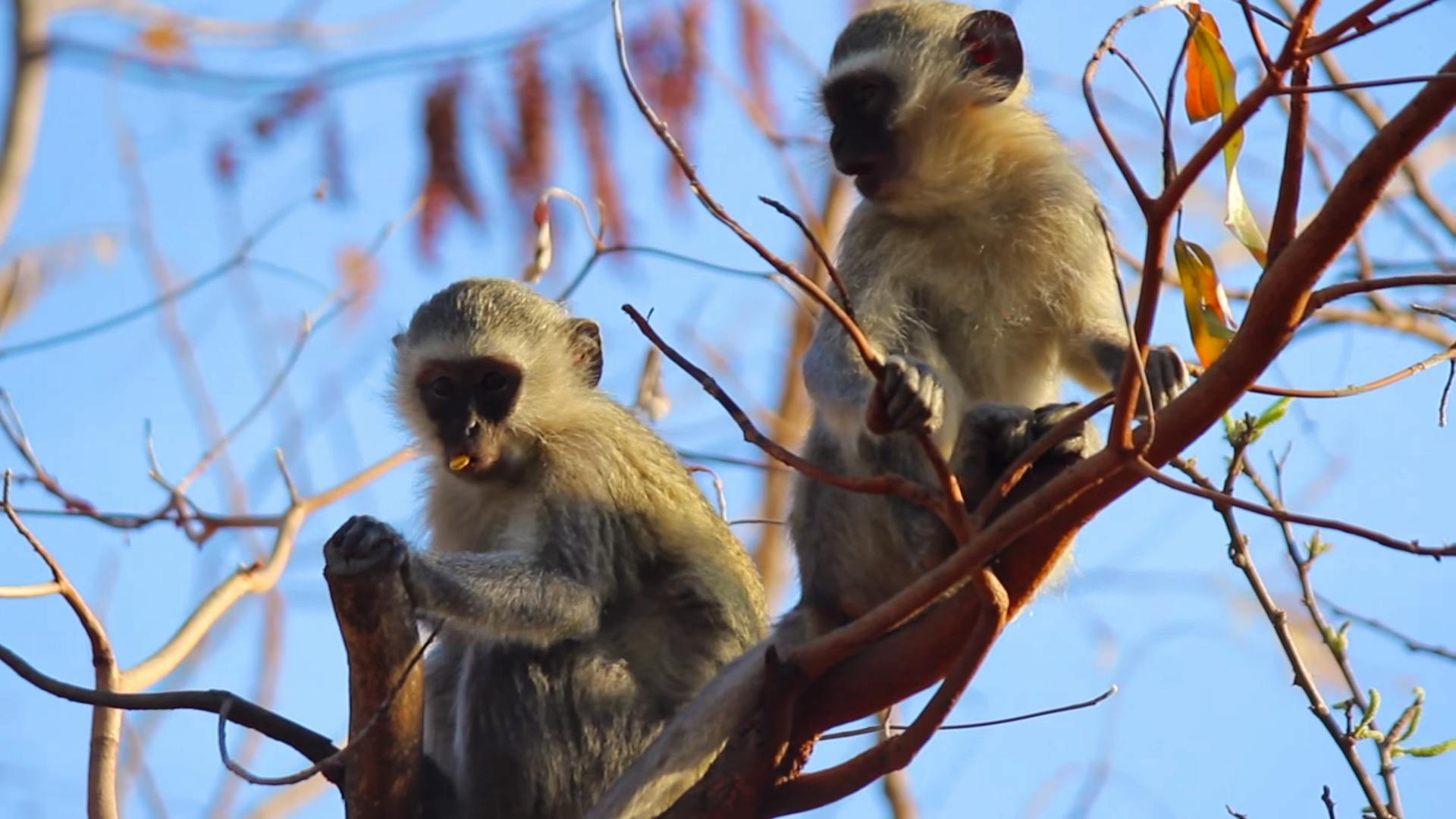 Vervet Monkey Foundation | Volunteer Abroad 2020 | Volunteer World